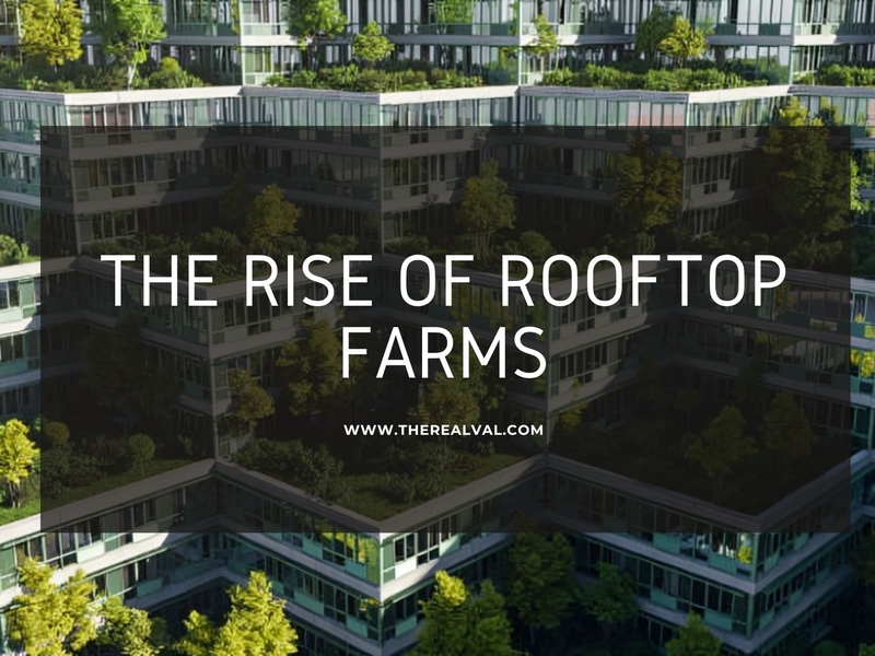 The Rise of Rooftop Farms: How Urban Agriculture is Impacting Office ...